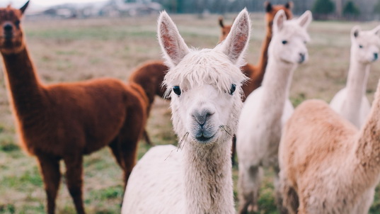 Alpaca del Perú