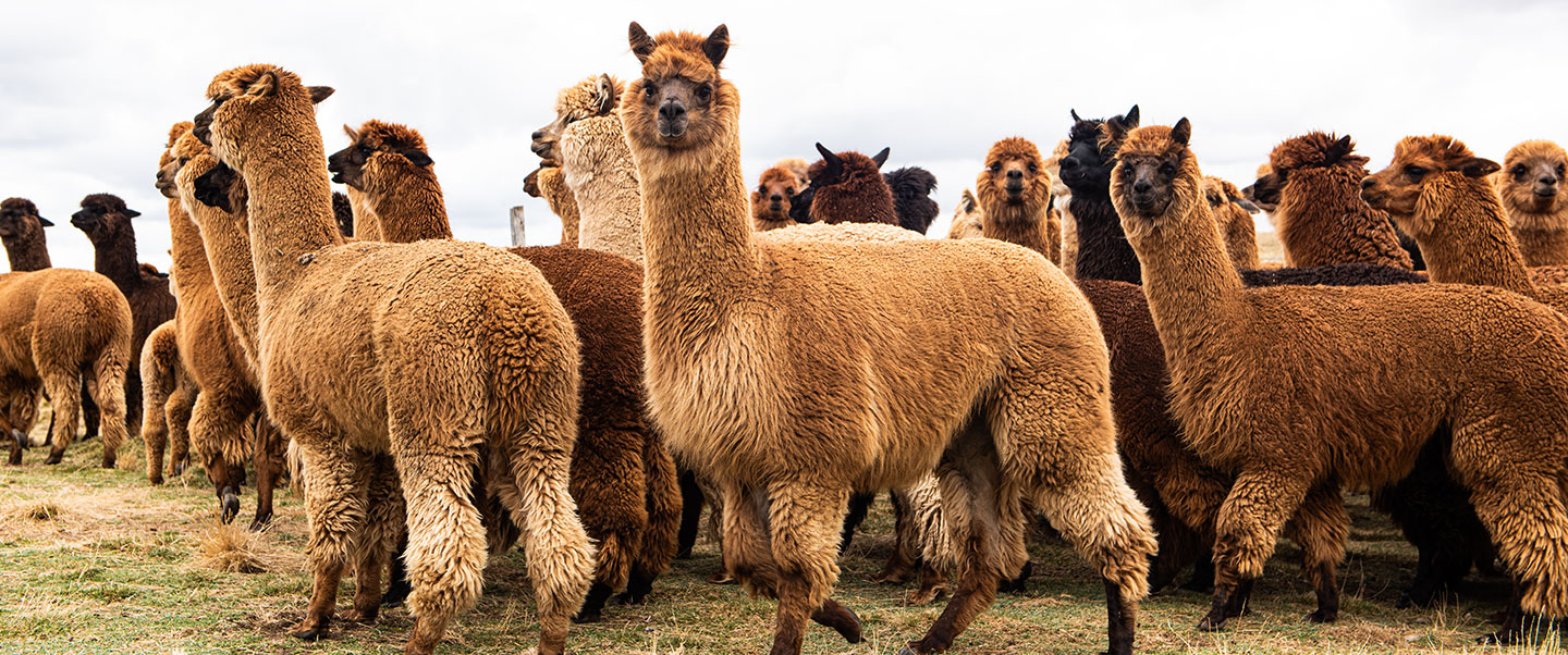 Fibra de alpaca: descubre la cadena de valor desde su finura al ...