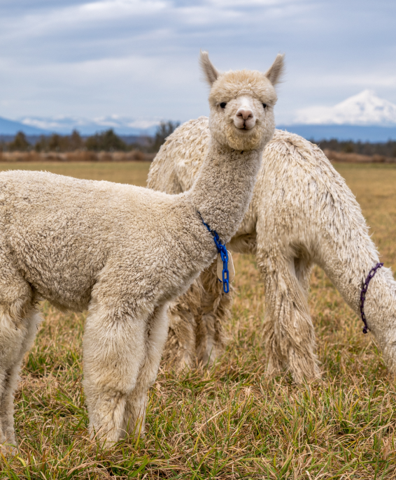 Why We Love Alpaca Alpaca Del Per Why We Love Alpaca Alpaca Del Per